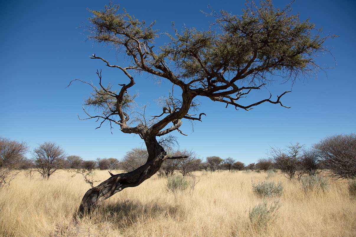 Cheetah Conservation on the Waterberg Plateau - Travelled Road by Kayy