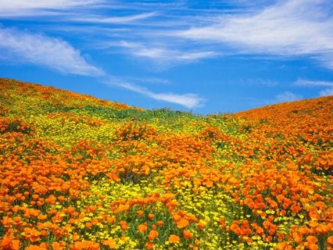 Why Is California Called the Golden State? 13 Surprise Facts